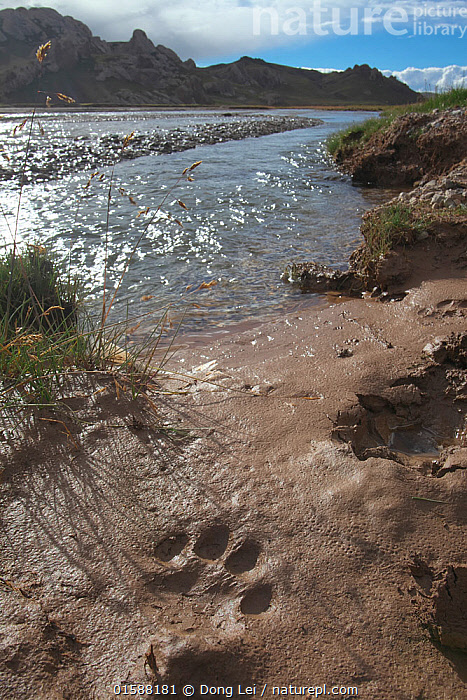 Stock photo of Snow leopard (Panthera uncia) footprint on riverbank ...