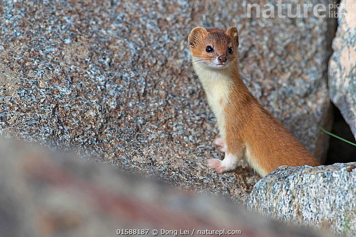 Stock photo of Mountain weasel (Mustela altaica) Sanjiangyuan National ...