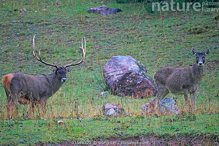 Stock photo of White-lipped deer (Cervus albirostris) stag and hind ...