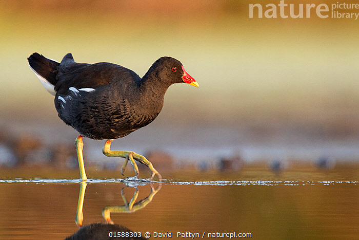 Stock photo of Moorhen (Gallinula chloropus) at the edge of a pond ...