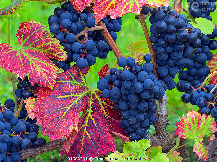 Stock photo of Grape 'Regent' with ripe fruit and autumn leaves in ...