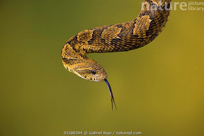 Stock photo of RF - Wagler's Snake (Xenodon merremi), Argentina ...