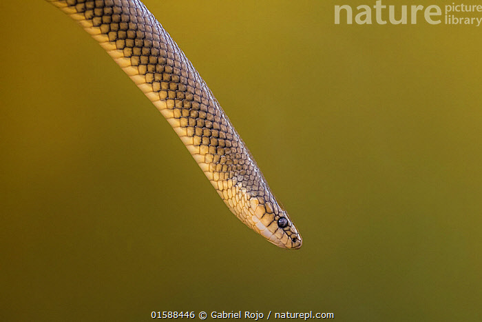 Stock photo of Culebra snake (Paraphimophis rustica) captive, occurs in ...