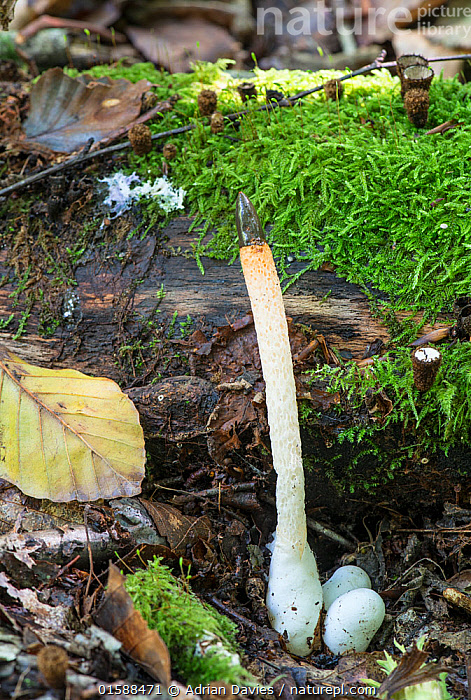 Stock photo of Dog stinkhorn fungus (Mutinus caninus) with 'eggs ...