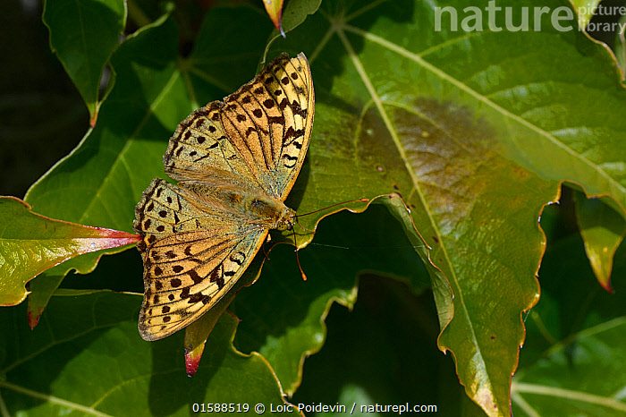 Stock photo of Cardinal butterfly (Argynnis pandora) male on a leaf ...