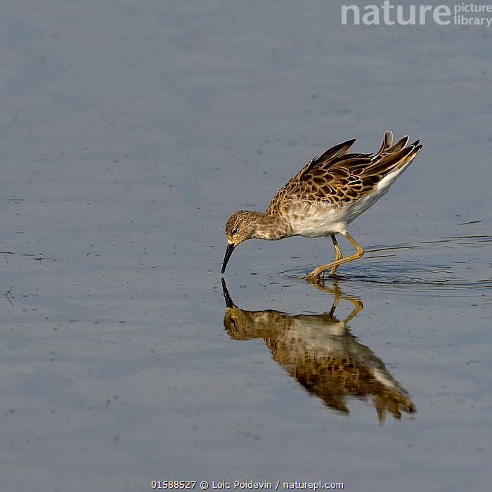 Stock photo of Ruff (Philomachus pugnax) Vendeen Marsh, France ...