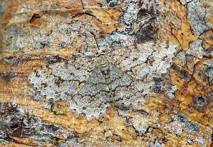 Stock photo of Engrailed moth (Ectropis crepuscularia) camouflaged on ...