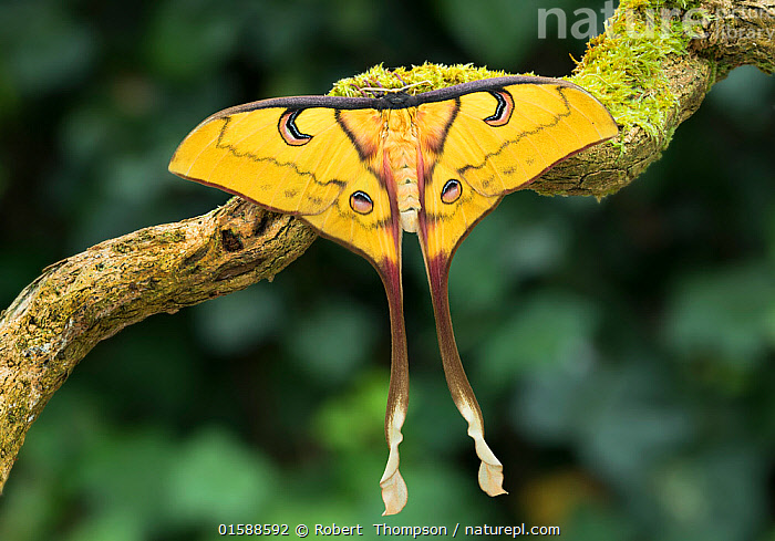Stock photo of Sulawesi moon moth (Actias isis) female, occurs endemic ...