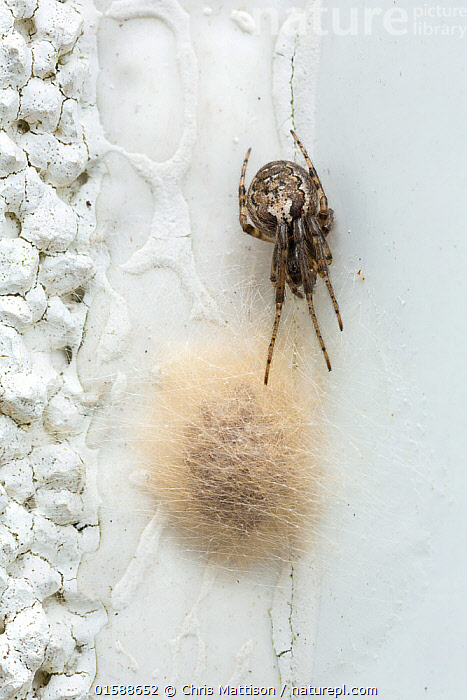 Stock photo of Missing-sector orweb spider (Zygiella x-notata) female ...