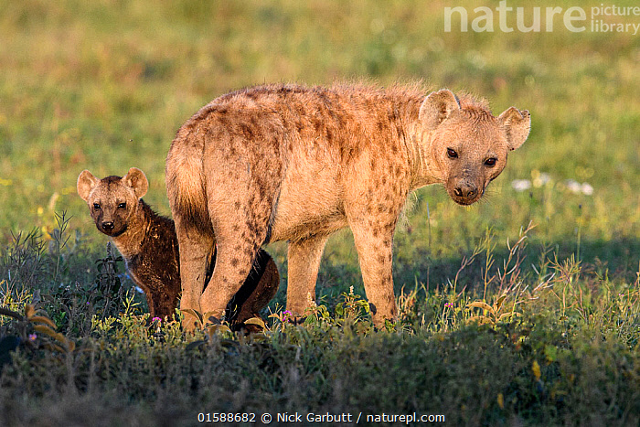 Stock photo of Spotted hyena (Crocuta crocuta) female with young ...
