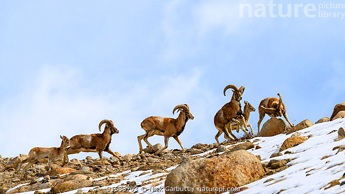 Stock photo of Urial sheep (Ovis vignei) herd running across steep ...