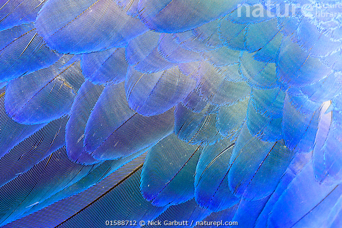 Stock photo of Close-up of Hyacinth Macaw (Anodorhynchus hyacinthinus ...