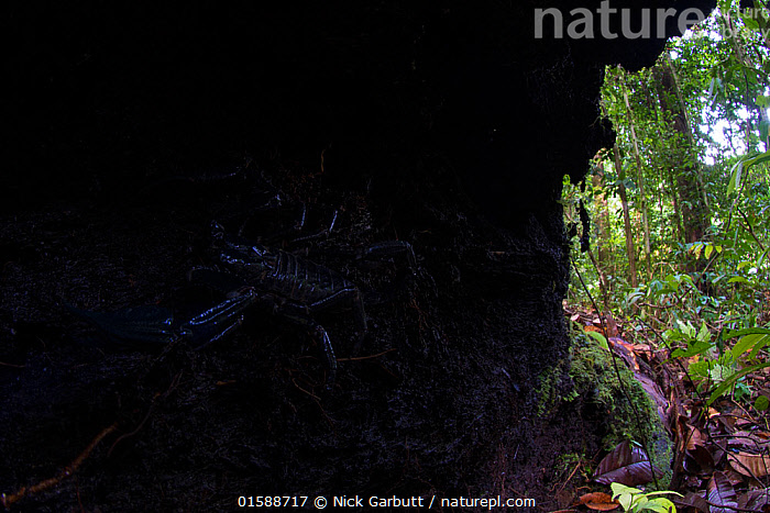 Stock photo of Borneo giant forest scorpion (Heterometrus longimanus ...