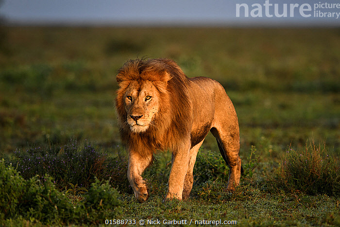 Stock photo of Male lion (Panthera leo) patrolling territory boundary ...