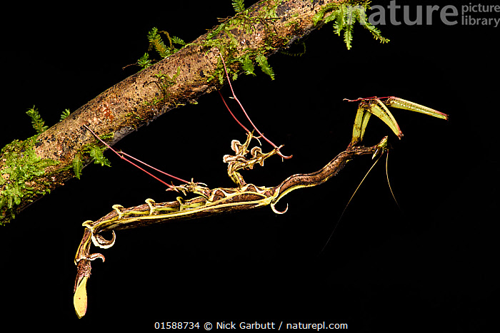Stock photo of Spiky flower-mimic stick insect (Toxodera berieri ...