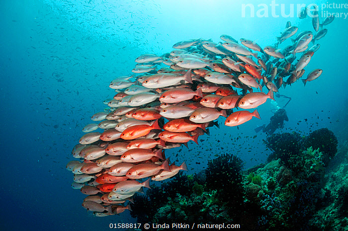 Stock photo of Slender pinjalo (Pinjalo lewisi) fish schooling, Triton ...