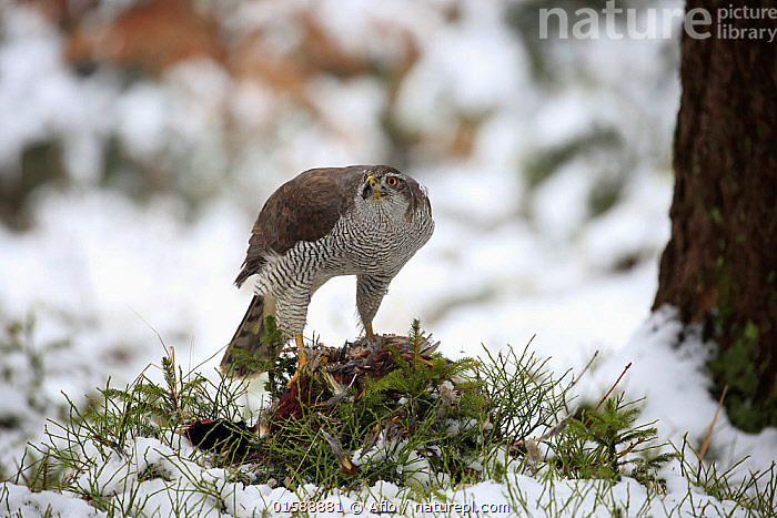 Stock photo of Northern Goshawk, (Accipiter gentilis), adult in winter ...