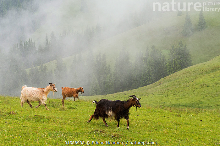 Stock photo of Goats in rain. Ghimes, Ciucului Mountains, Transylvania ...