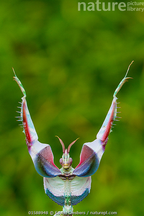 Stock photo of RF - Devil's flower mantis (Idolomantis diabolica) male ...