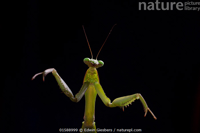 Giant African Mantis