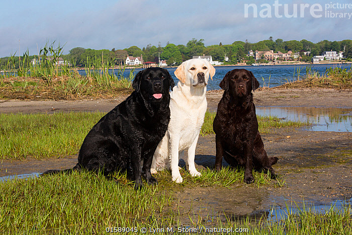 Stock photo of Labrador retriever, three different colours together ...