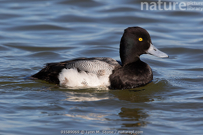 Stock photo of Lesser scaup duck (Aythya affinis) drake, paddling on ...
