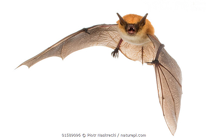 Stock photo of Rufous mouse-eared bat (Myotis bocagii) in flight, Bela ...