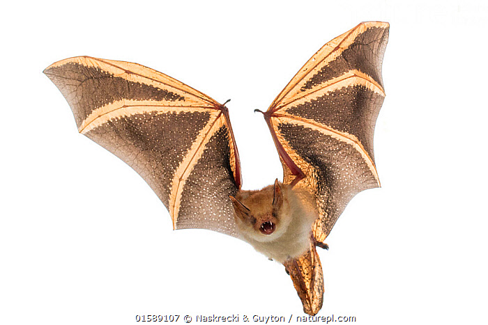 Stock photo of Welwitsch's bat (Myotis welwitschii) in flight, Bela ...