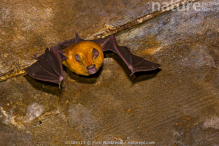 Stock photo of Sundevall's roundleaf bat (Hipposideros caffer ...