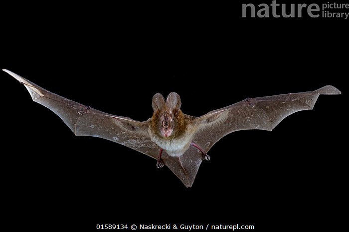 Stock photo of Large slit-faced bat (Nycteris grandis) in flight ...