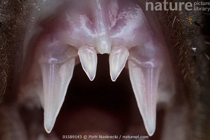 Stock photo of Angolan free-tailed bat (Mops condylurus) close up of ...