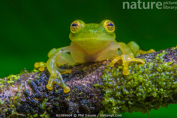 Stock photo of Fleischmann's glass frog (Hyalinobatrachium fleischmanni ...