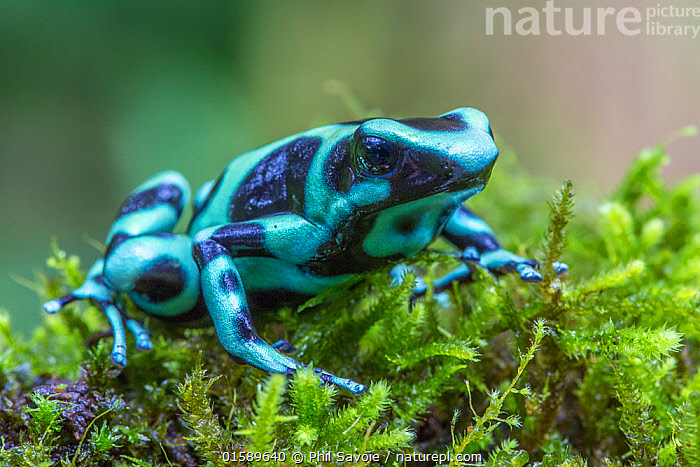 Green Poison Dart Frog Black Spotted Green Poison Dart Frog