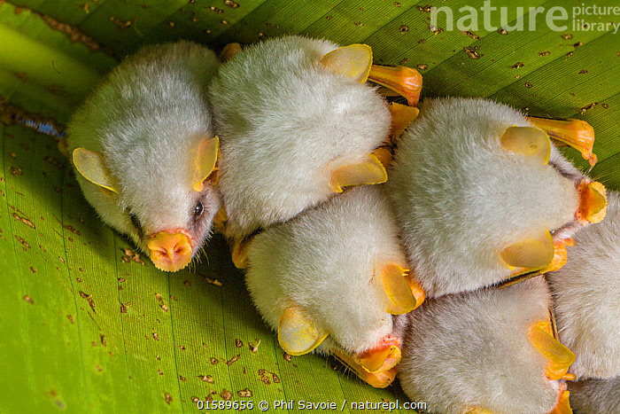Stock photo of White tent making bat (Ectophylla alba) roosting in tree ...