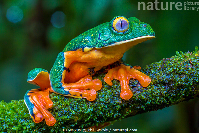 Stock photo of Splendid leaf frog (Cruziohyla calcarifer) La Selva ...