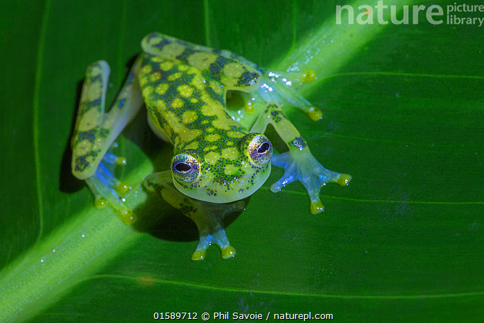 Stock photo of Reticulated glass frog (Hyalinobatrachium valerioi) La ...