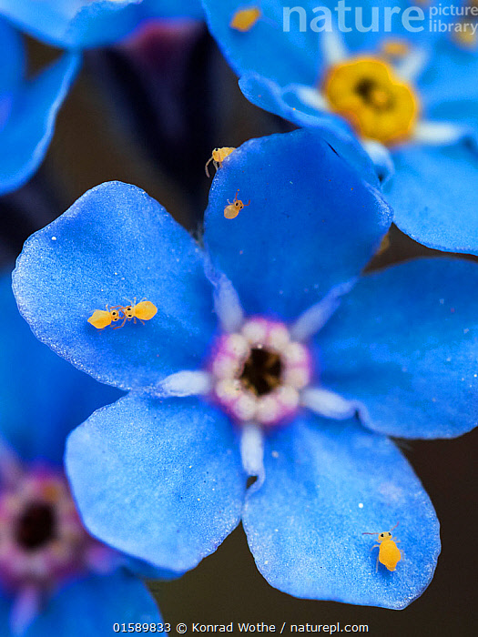 Stock photo of Yellow springtails (Symphypleona) on Forget-me-not ...