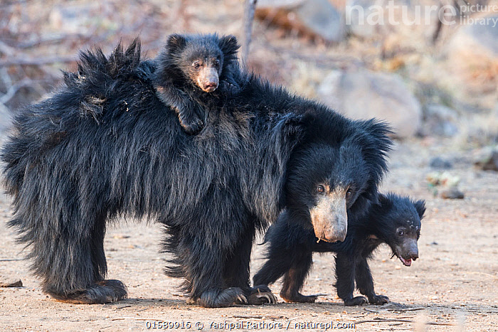 Stock photo of Sloth bear (Melursus ursinus) and cubs with one riding ...