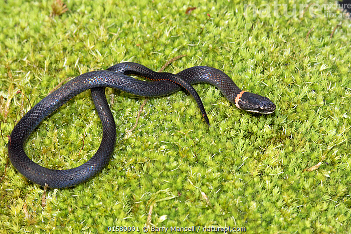 Stock photo of Southern ringneck snake (Diadophis punctatus punctatus ...