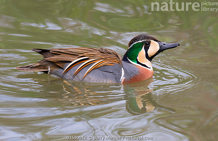 Stock photo of Baikal teal (Anas formosa) male, captive.. Available for ...