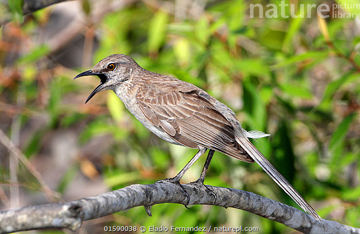 Stock photo of Bahama mockingbird (Mimus gundlachii) singing, Hellshire ...