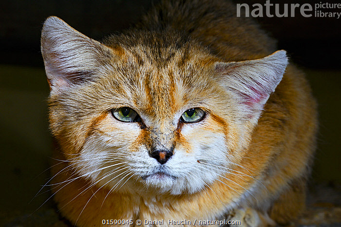 Stock photo of Sand cat (Felis margarita) head portrait captive, occurs ...