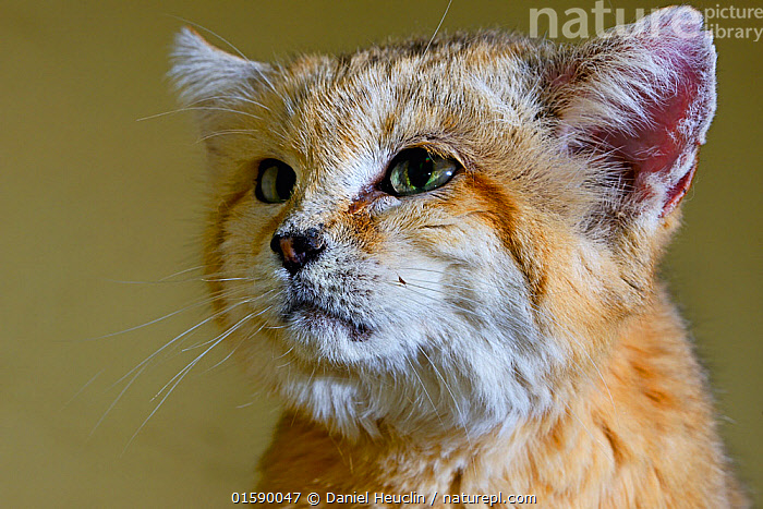 Stock photo of Sand cat (Felis margarita) portrait captive, occurs in ...