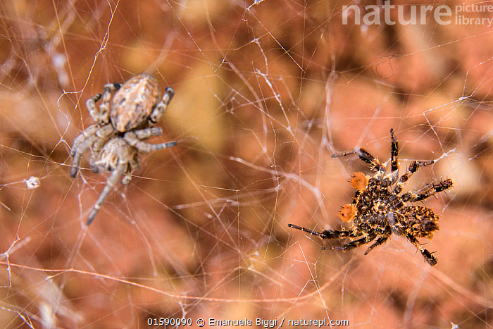 Stock photo of Dandy jumping spider (Portia schultzi) hunting a spider ...