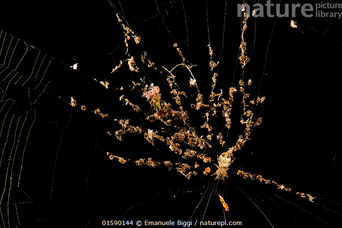 Stock photo of Spider (Cyclosa sp.) camouflaged on web with debris it ...