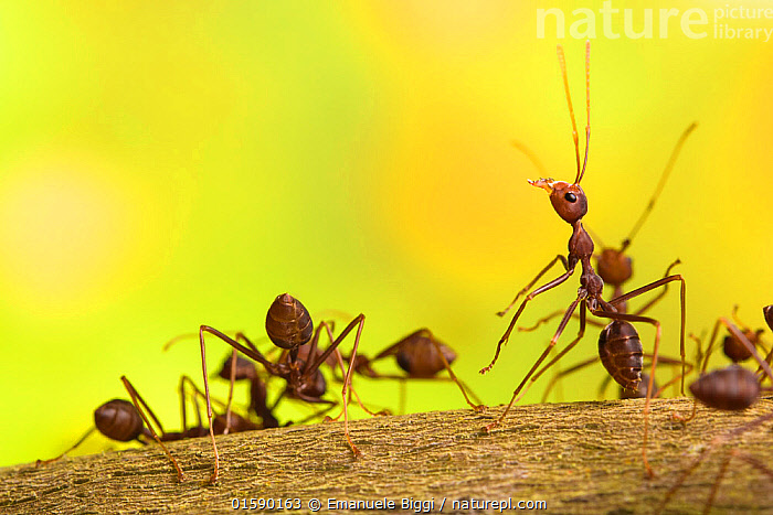 Stock photo of Weaver ants (Oecophylla smaragdina) Sabah, Malaysian ...