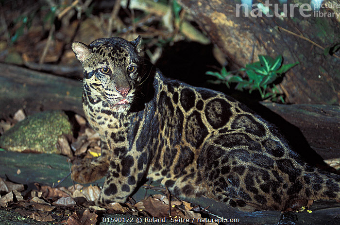 Stock photo of Sunda clouded leopard (Neofelis diardi) portrait ...