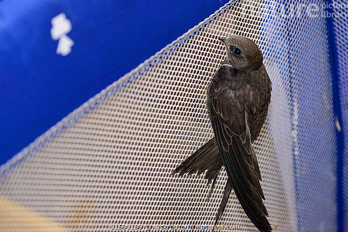 Stock photo of Common swift chick (Apus apus) reared to full size by ...