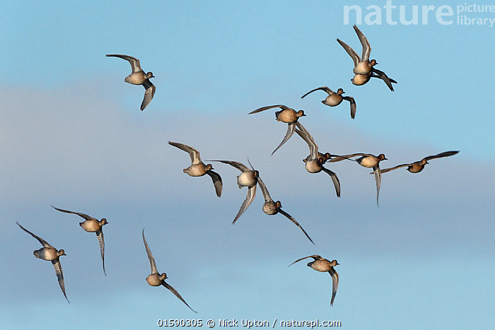 Stock photo of Common teal (Anas crecca) flock turning in flight ...