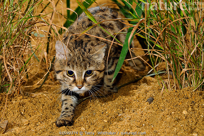 Stock photo of Black-footed cat (Felis nigripes) captive, occurs in ...